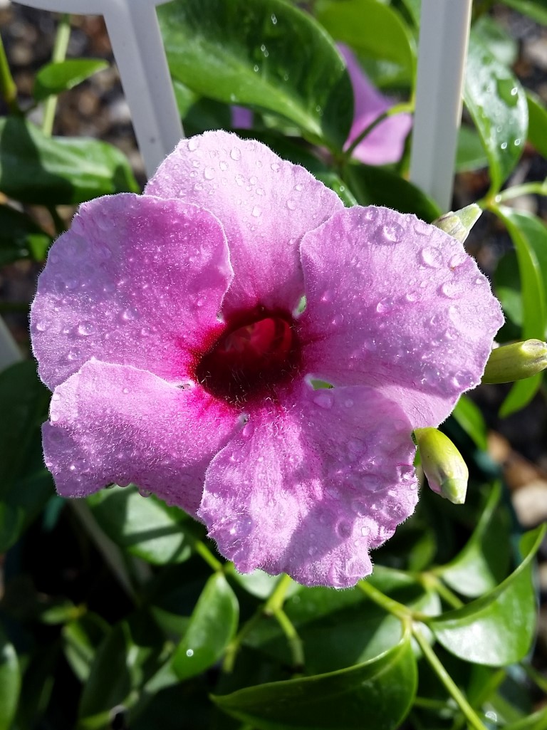 Pandorea jasminoides Pink | Wholesale Nursery - Nurseries in Melbourne ...