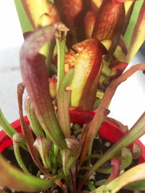 Sarracenia hybrida Judith Hindle | Wholesale Nursery - Nurseries in ...