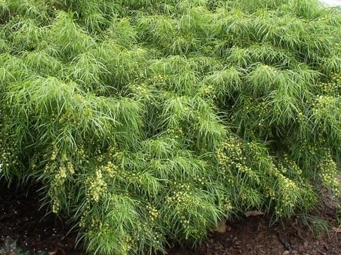 Acacia cognata Green Mist | Wholesale Nursery - Nurseries in Melbourne ...