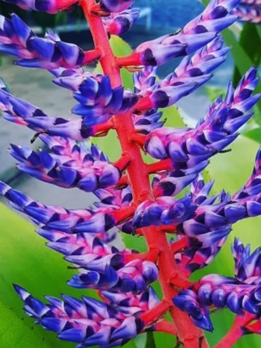 Aechmea hybrida Del Mar | Wholesale Nursery - Nurseries in Melbourne ...