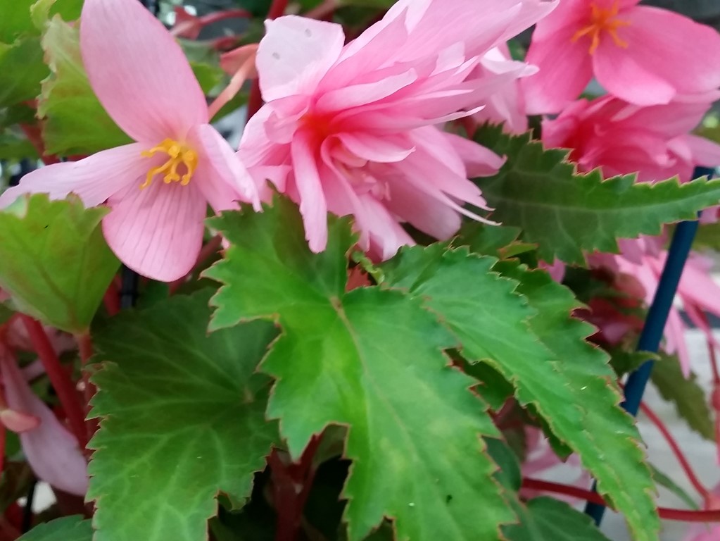 Begonia tuberhybrida | Wholesale Nursery - Nurseries in Melbourne ...
