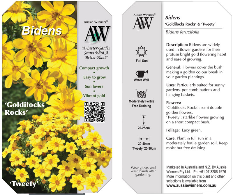 Bidens ferulifolia Goldilocks Rocks | Wholesale Nursery - Nurseries in ...
