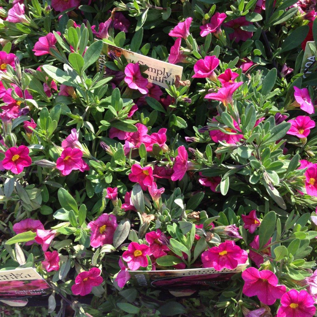 Calibrachoa hybrida Cabaret Hot Pink | Wholesale Nursery - Nurseries in ...