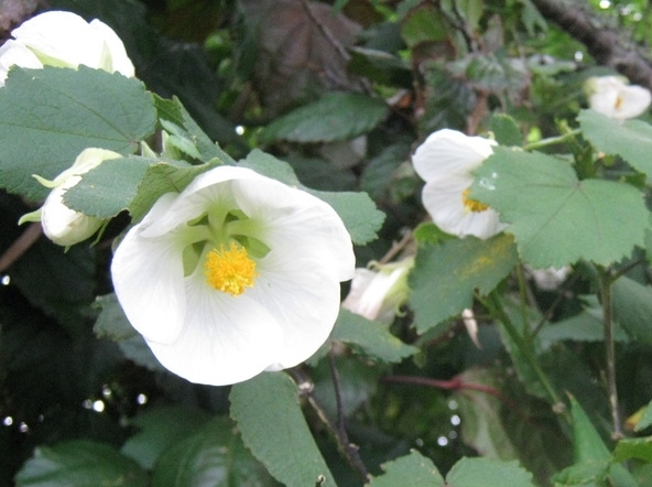 Abutilon hybrida White | Wholesale Nursery - Nurseries in Melbourne ...