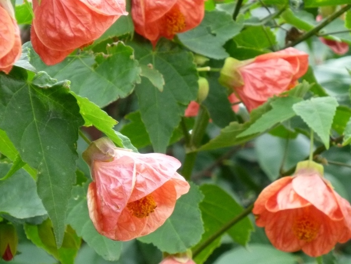 Abutilon hybrida Orange | Wholesale Nursery - Nurseries in Melbourne ...