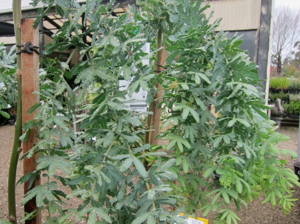 Acacia baileyana Goldilocks | Wholesale Nursery - Nurseries in ...