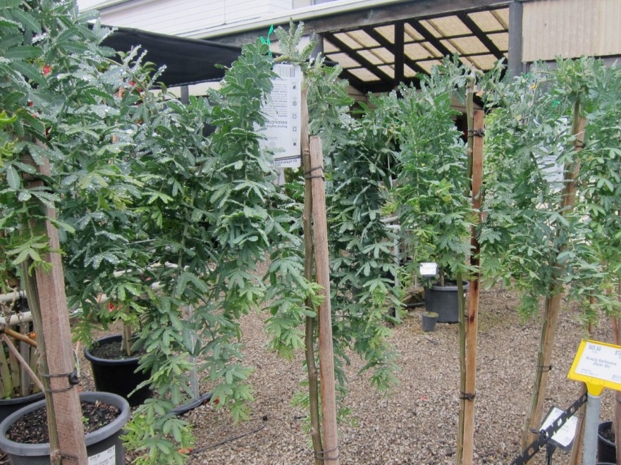 Acacia baileyana Goldilocks | Wholesale Nursery - Nurseries in ...