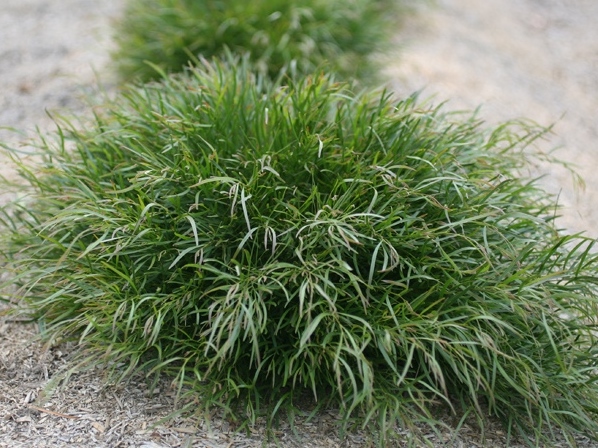 Acacia cognata Bronze Cascade | Wholesale Nursery - Nurseries in ...
