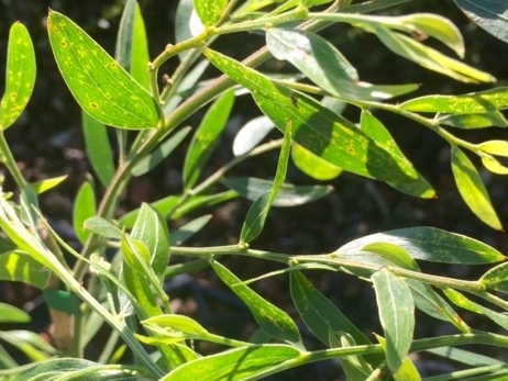 Acacia howittii leprosa Twilight Glow | Wholesale Nursery - Nurseries ...