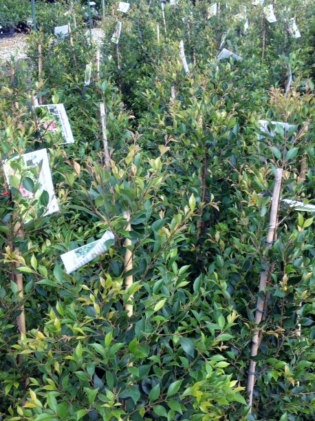 Acmena smithii Goodbye Neighbours | Wholesale Nursery - Nurseries in ...