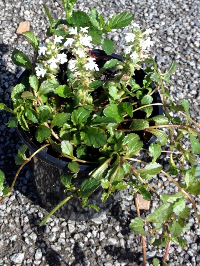 Ajuga reptans Alba | Wholesale Nursery - Nurseries in Melbourne ...