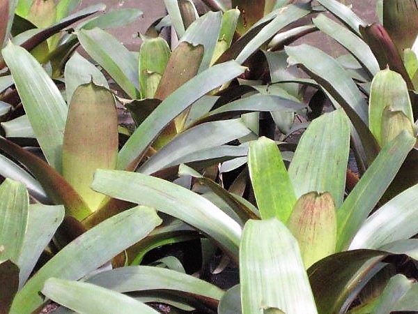 Alcantarea imperialis Rubra | Wholesale Nursery - Nurseries in ...