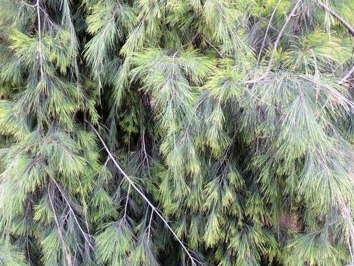 Allocasuarina torulosa | Wholesale Nursery - Nurseries in Melbourne ...
