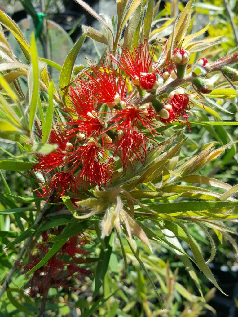 Callistemon hybrida Edna Walling Scarlet Willow | Wholesale Nursery ...
