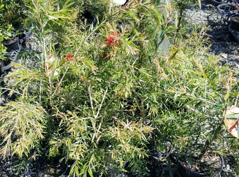Callistemon hybrida Edna Walling Scarlet Willow | Wholesale Nursery ...