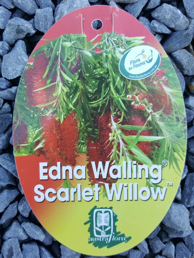 Callistemon hybrida Edna Walling Scarlet Willow | Wholesale Nursery ...