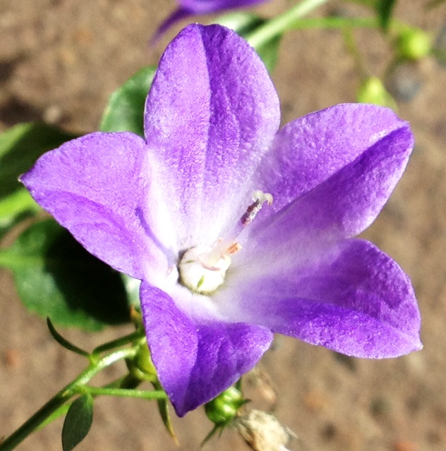Campanula hybrida Spring Bell | Wholesale Nursery - Nurseries in ...