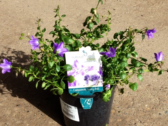 Campanula hybrida Spring Bell | Wholesale Nursery - Nurseries in ...