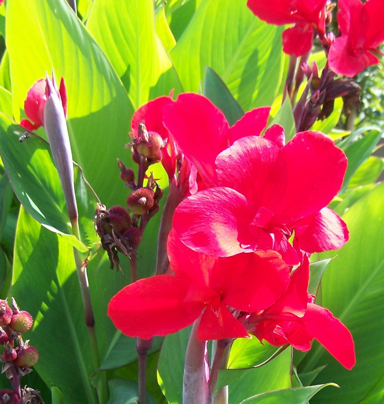 Canna indica | Wholesale Nursery - Nurseries in Melbourne & Brisbane ...