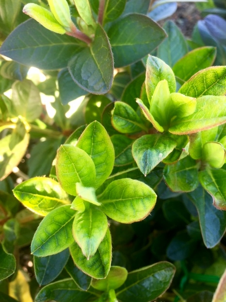 Azalea hybrida Carnival Queen | Wholesale Nursery - Nurseries in ...