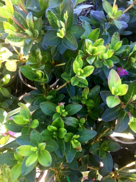 Azalea hybrida Carnival Queen | Wholesale Nursery - Nurseries in ...