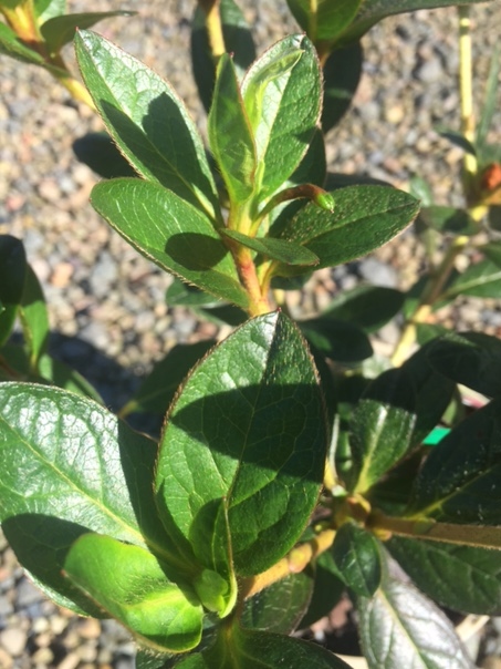 Azalea hybrida Carnival Queen | Wholesale Nursery - Nurseries in ...
