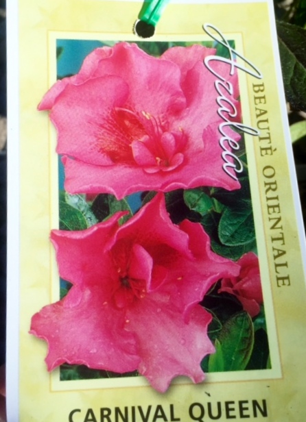 Azalea hybrida Carnival Queen | Wholesale Nursery - Nurseries in ...