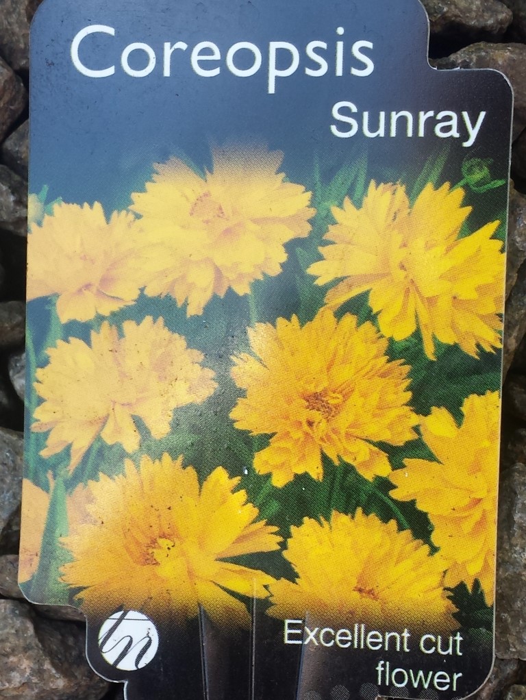 Coreopsis grandiflora Sunray | Wholesale Nursery - Nurseries in ...