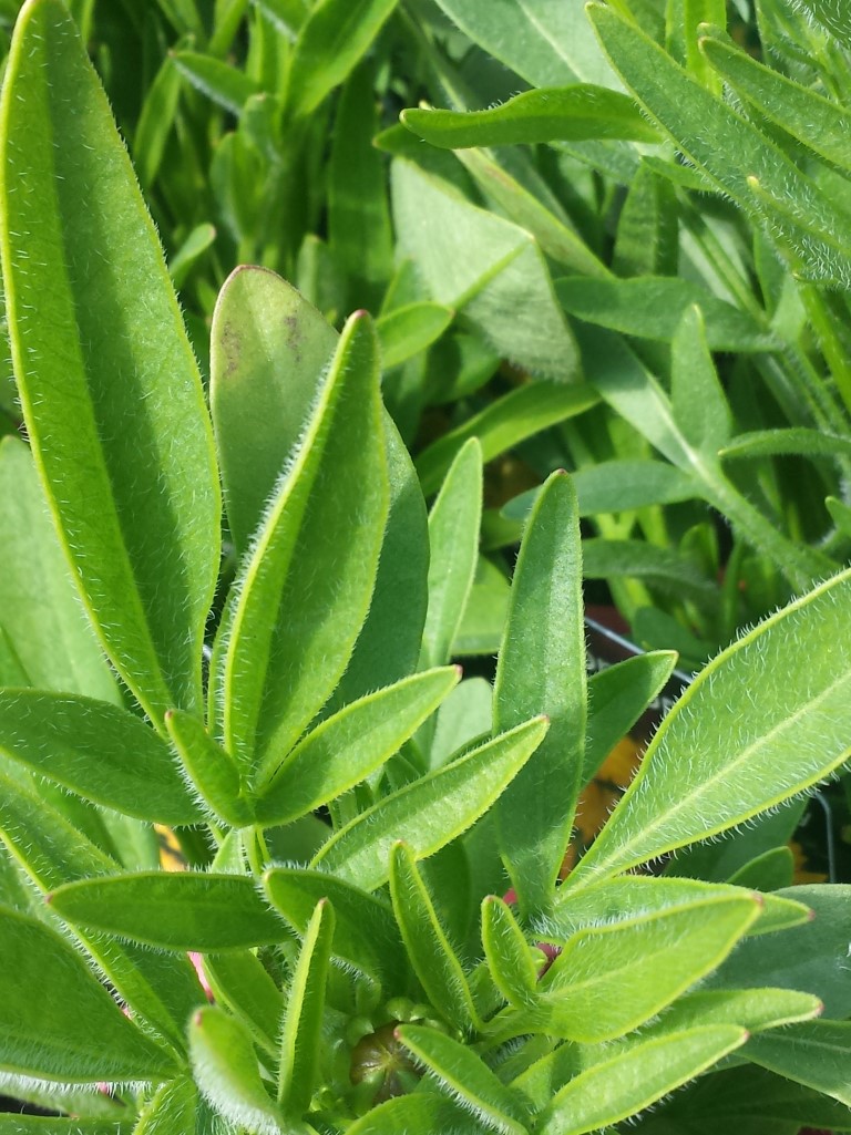 Coreopsis grandiflora Sunray | Wholesale Nursery - Nurseries in ...