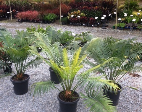 Cycas thouarsii | Wholesale Nursery - Nurseries in Melbourne & Brisbane ...