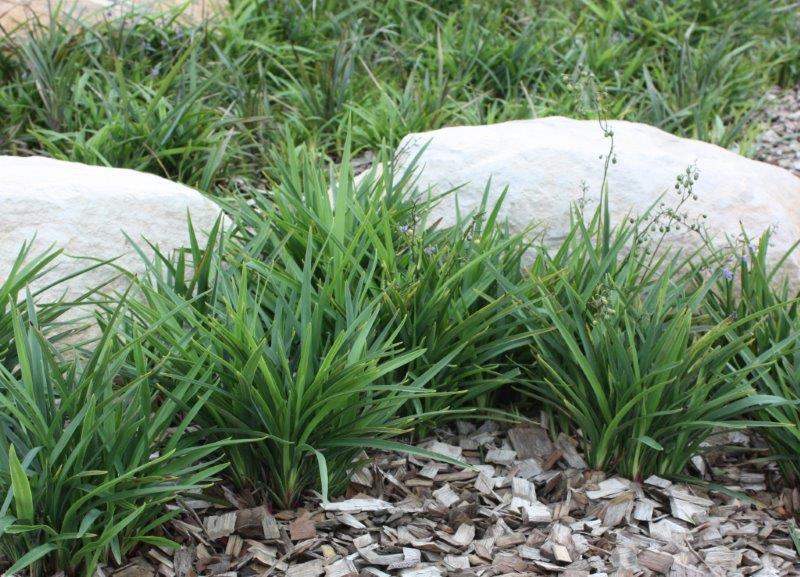 Dianella caerulea Aranda | Wholesale Nursery - Nurseries in Melbourne ...