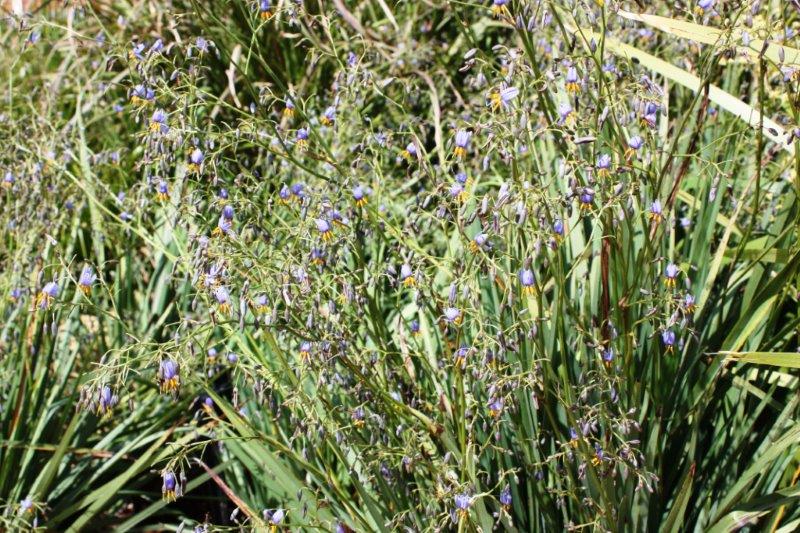 Dianella caerulea King Alfred PBR | Wholesale Nursery - Nurseries in ...