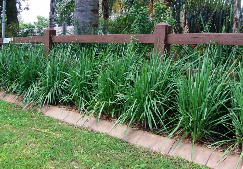 Dianella caerulea King Alfred | Wholesale Nursery - Nurseries in ...