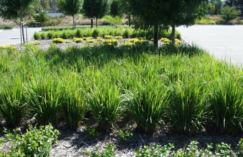 Dianella caerulea King Alfred PBR | Wholesale Nursery - Nurseries in ...
