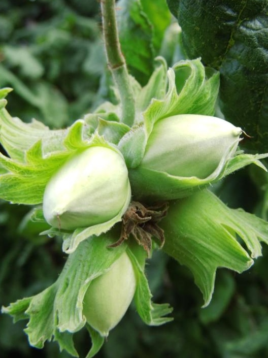 Corylus avellana | Wholesale Nursery - Nurseries in Melbourne ...