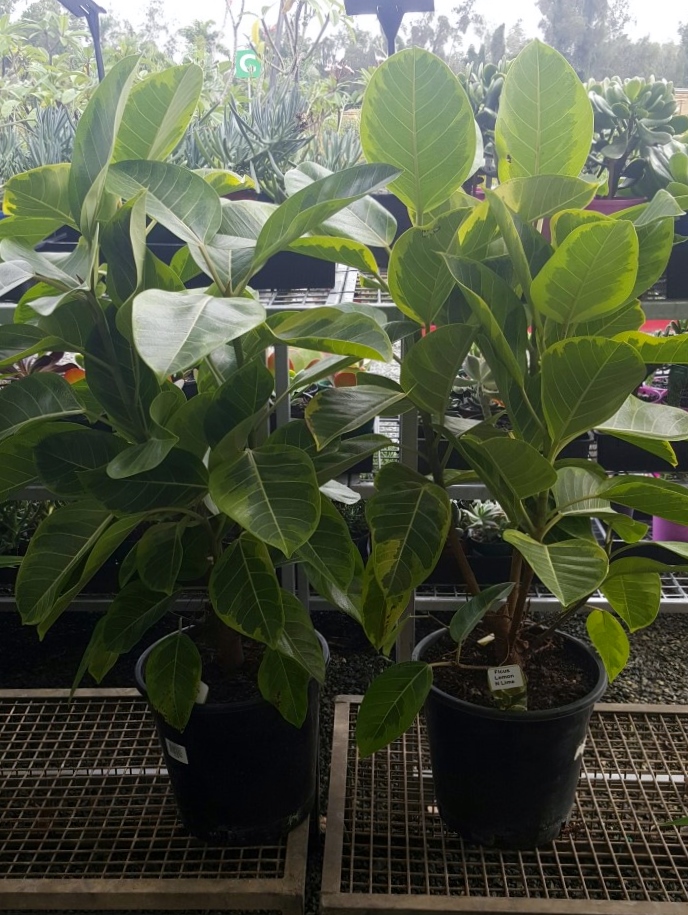 Ficus elastica Lemon N Lime | Wholesale Nursery - Nurseries in ...