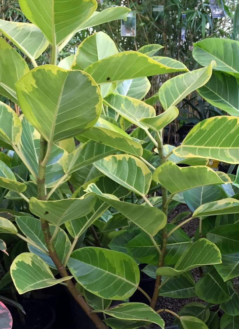 Ficus elastica Lemon N Lime | Wholesale Nursery - Nurseries in ...