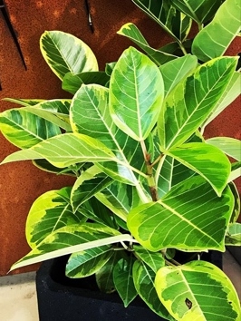 Ficus elastica Lemon N Lime | Wholesale Nursery - Nurseries in ...