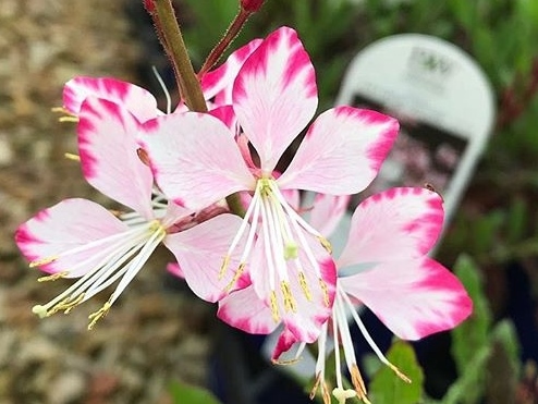 Gaura lindheimeri coccinea Lillipop Blush | Wholesale Nursery ...