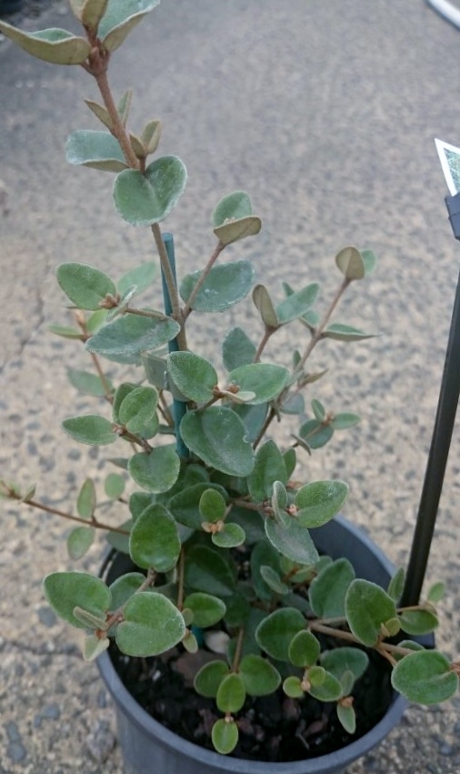 Correa reflexa Anglesea Form | Wholesale Nursery - Nurseries in ...