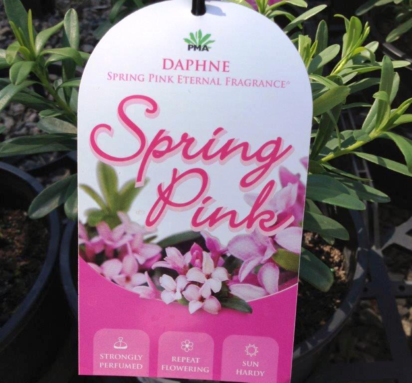 Daphne transatlantica Spring Pink Eternal Fragrance PBR | Wholesale ...