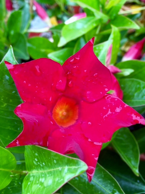Dipladenia hybrida Rio Deep Red | Wholesale Nursery - Nurseries in ...