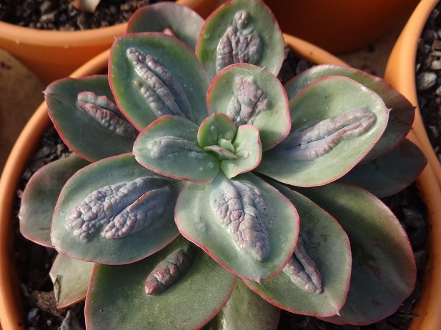 Echeveria hybrida Baron Bold | Wholesale Nursery - Nurseries in ...