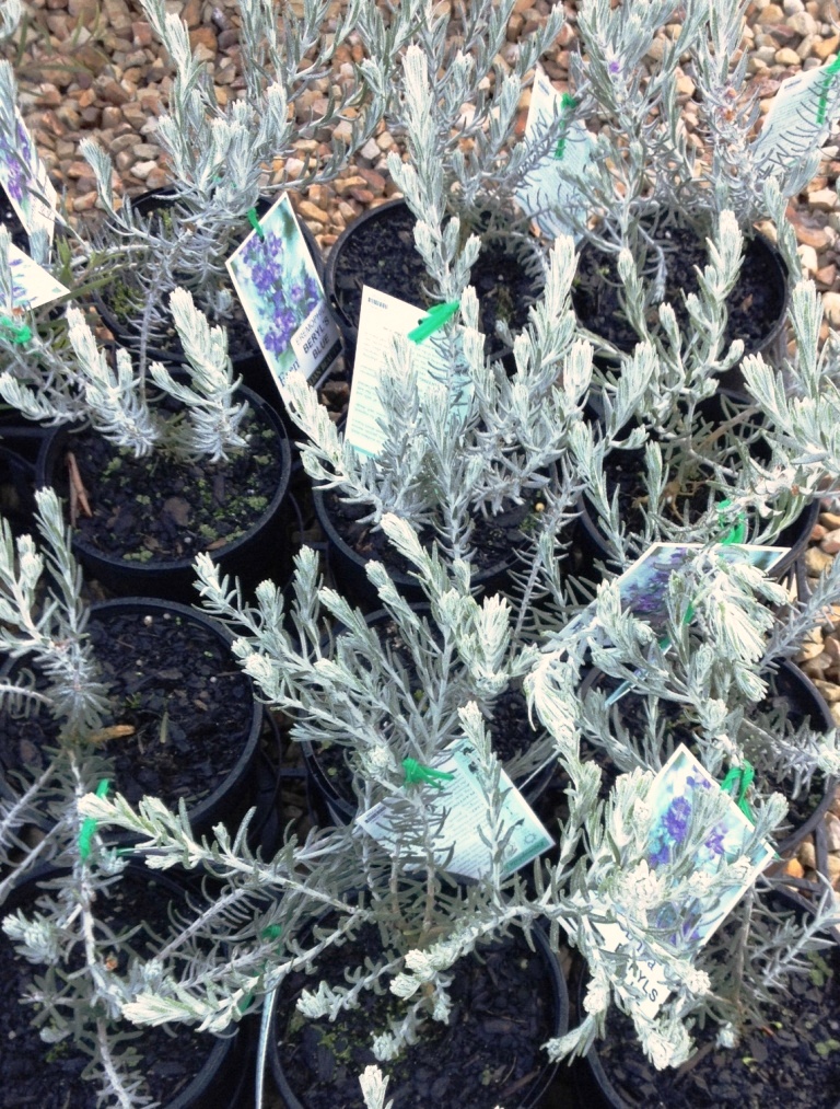 Eremophila nivea caerulea Beryls Blue | Wholesale Nursery - Nurseries ...