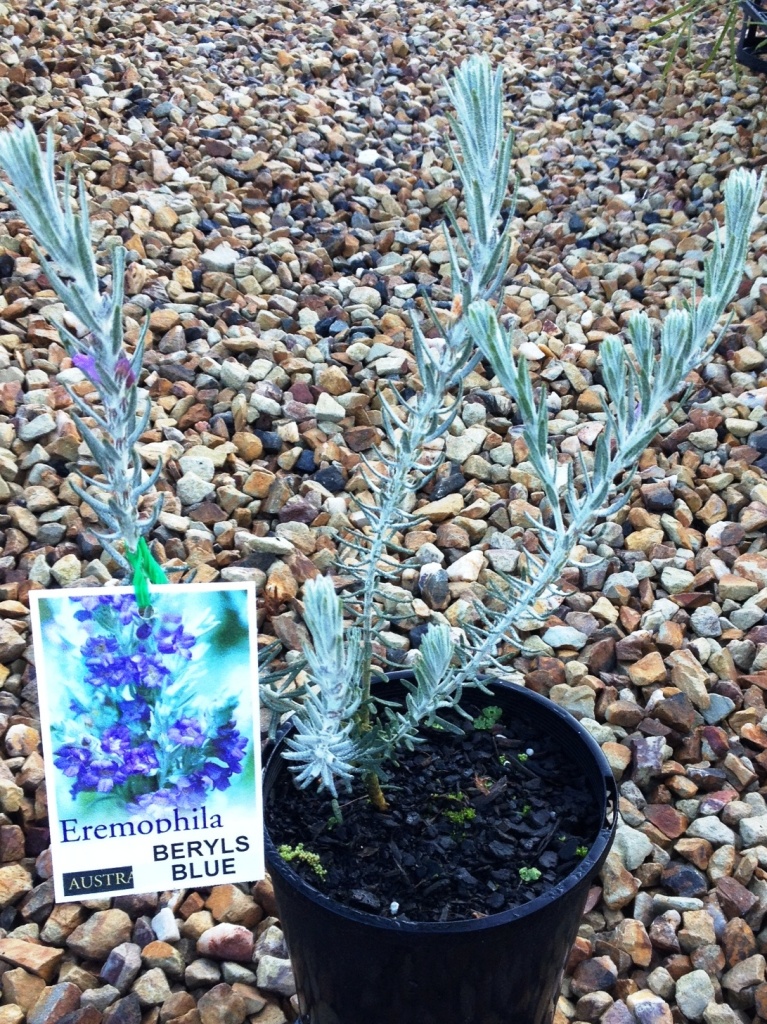 Eremophila nivea caerulea Beryls Blue | Wholesale Nursery - Nurseries ...
