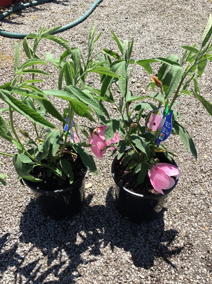 Hibiscus heterophyllus Aussie Pink | Wholesale Nursery - Nurseries in ...