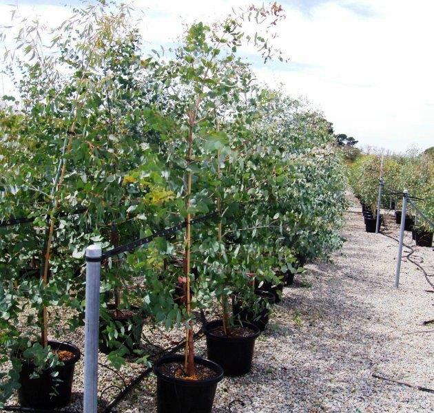 Eucalyptus cephalocarpa | Wholesale Nursery - Nurseries in Melbourne ...
