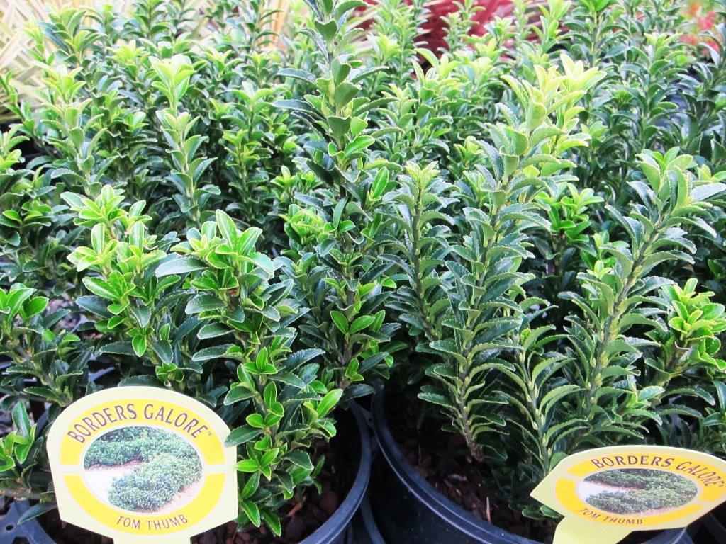 Euonymus japonicus microphyllus Tom Thumb | Wholesale Nursery ...