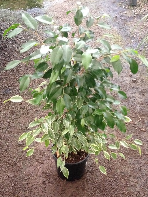 Ficus benjamina Golden Princess | Wholesale Nursery - Nurseries in ...