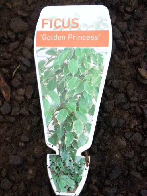 Ficus benjamina Golden Princess | Wholesale Nursery - Nurseries in ...